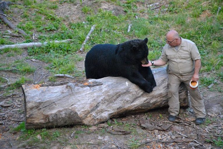 Observation des ours à Acadieville au Canada : Little, Big bear safari
